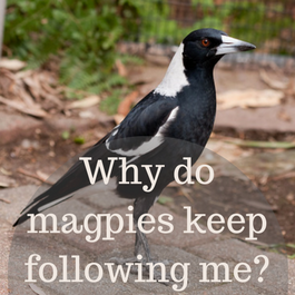 Why are magpies following me around? – Games From Folktales